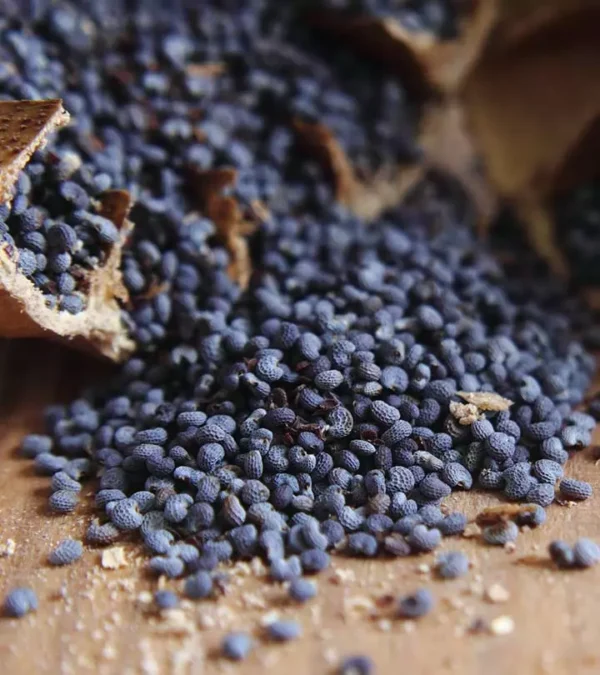 Blue Poppy Seeds – Kon Beverages AB